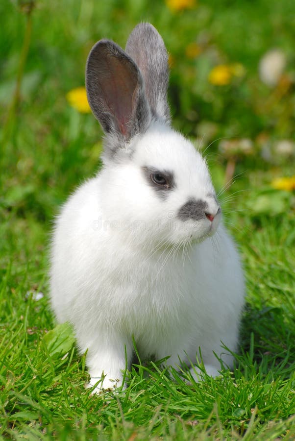 Rabbit stock image. Image of rabbit, green, farm, long - 615227