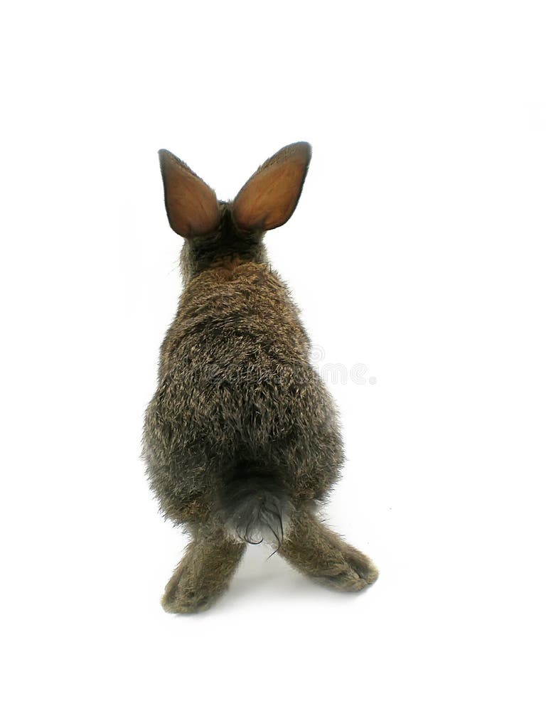 Teddy Dwarf Rabbit Stock Photos - Free & Royalty-Free Stock Photos from ...