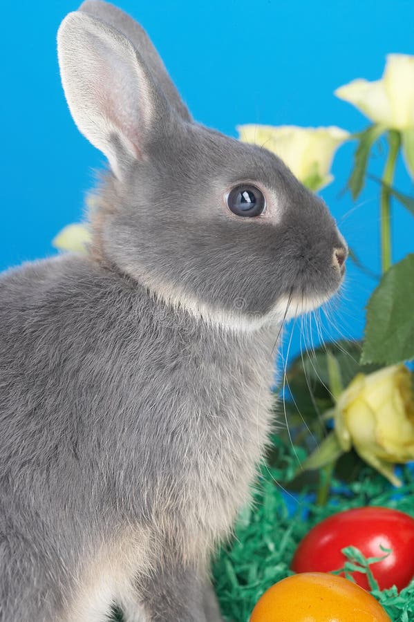Rabbit - coney stock photo. Image of coat, rabbit, jack - 626012