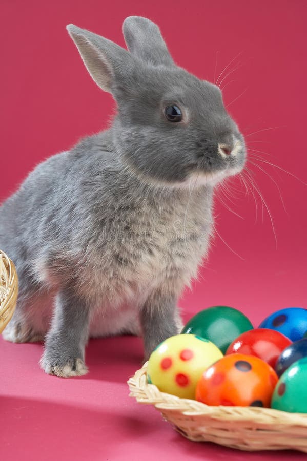 Rabbit - coney stock photo. Image of coat, rabbit, jack - 626012