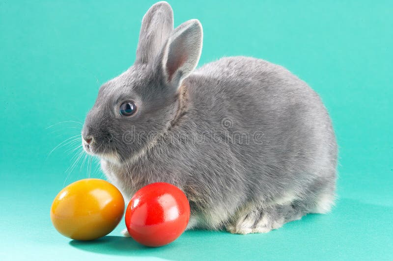 Rabbit - coney stock photo. Image of coat, rabbit, jack - 626012