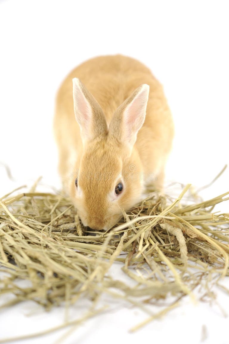 790 Rabbit Eating Hay Stock Photos - Free & Royalty-Free Stock Photos ...