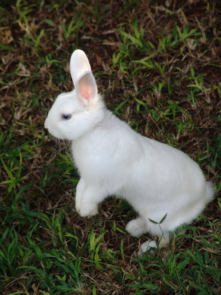399 Long Eared Rabbit Stock Photos - Free & Royalty-Free Stock Photos ...