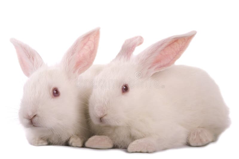 Rabbit stock photo. Image of pets, spring, rodents, bunnies - 2185002