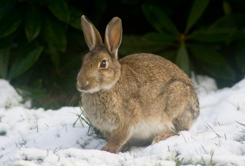 Rabbit stock image. Image of animal, wildlife, furry, rabbit - 6937589