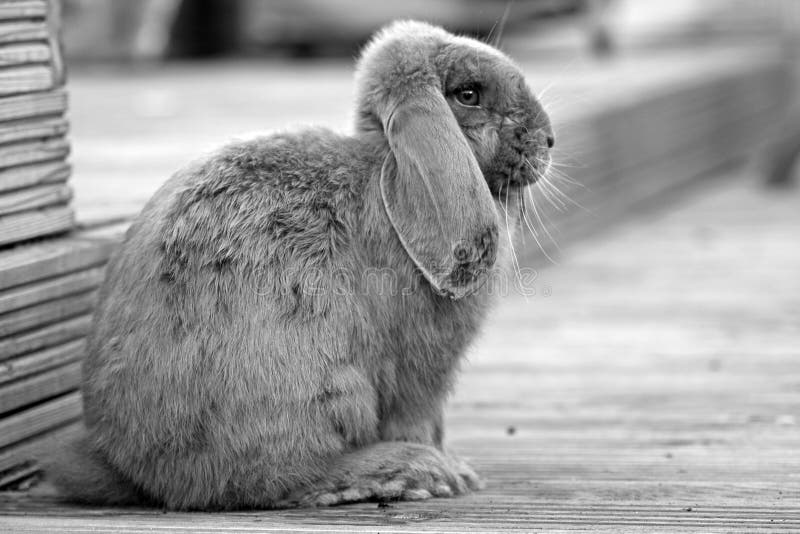 Rabbit face stock image. Image of rodent, small, clipping - 22823505