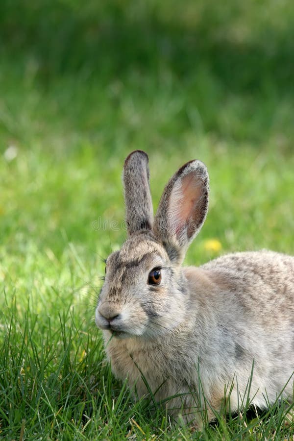 Rabbit stock image. Image of watching, easter, closeup - 775369