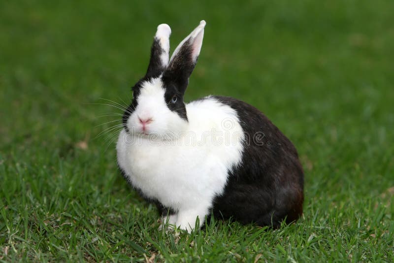 Innocent rabbit stock photo. Image of grass, bunny, intelligent - 2118706