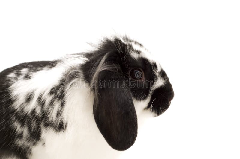 Angora lop-eared rabbit stock image. Image of mascot - 35184677