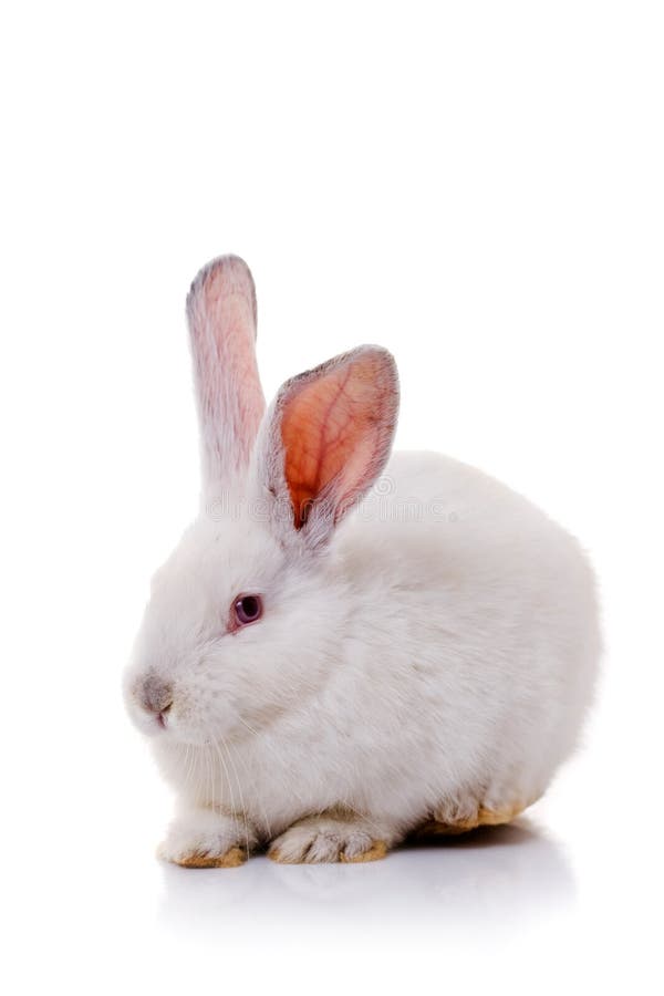 Rabbit with Questioning Face Stock Photo - Image of fleecy, lagomorphs ...