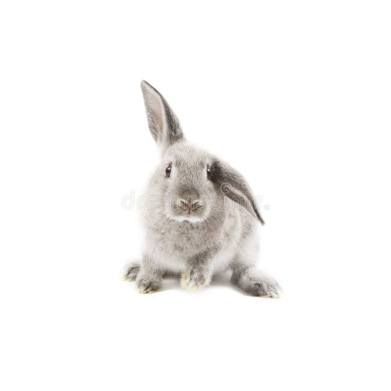 Rabbit stock photo. Image of pets, spring, rodents, bunnies - 2185002