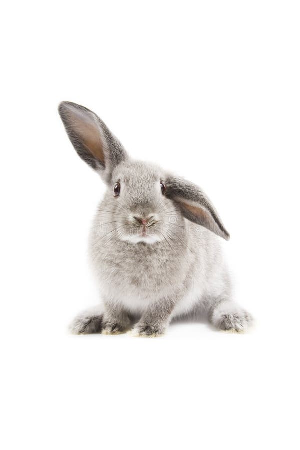 Bunny Rabbit Cleaning stock image. Image of washing, spring - 12947305