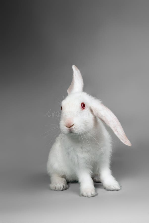 Rabbit with Questioning Face Stock Photo - Image of fleecy, lagomorphs ...