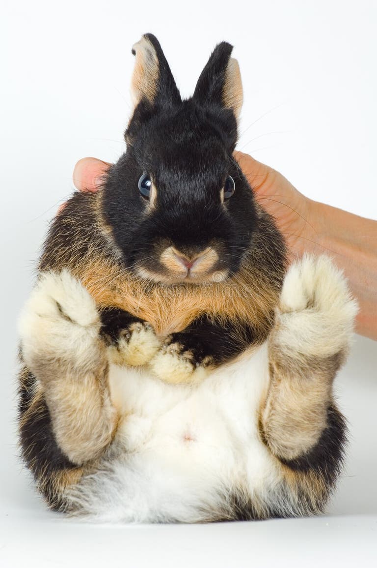 1,522 Rabbit Foot Stock Photos - Free & Royalty-Free Stock Photos from ...