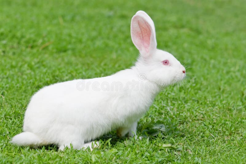 Rabbit sitting and waiting stock image. Image of animal - 2285323
