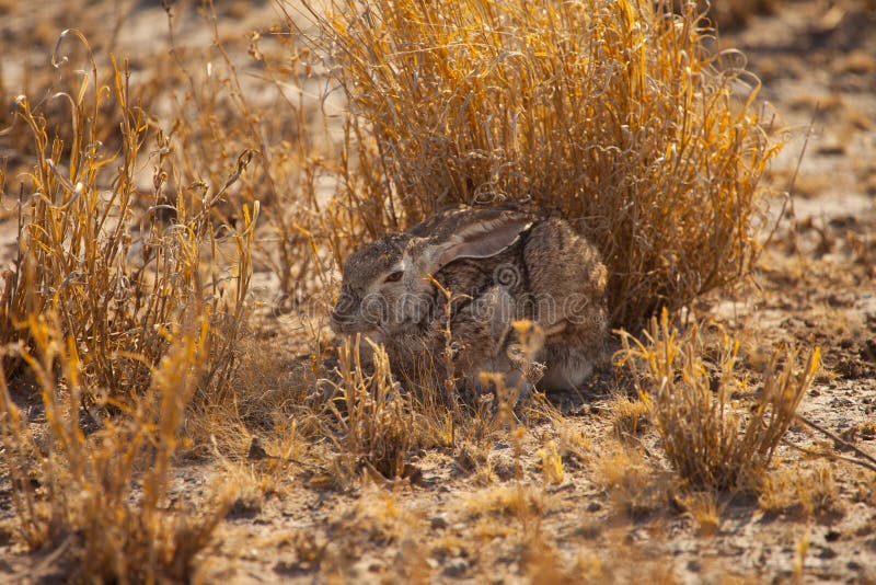 Running hare stock image. Image of lepus, racing, race - 2105995