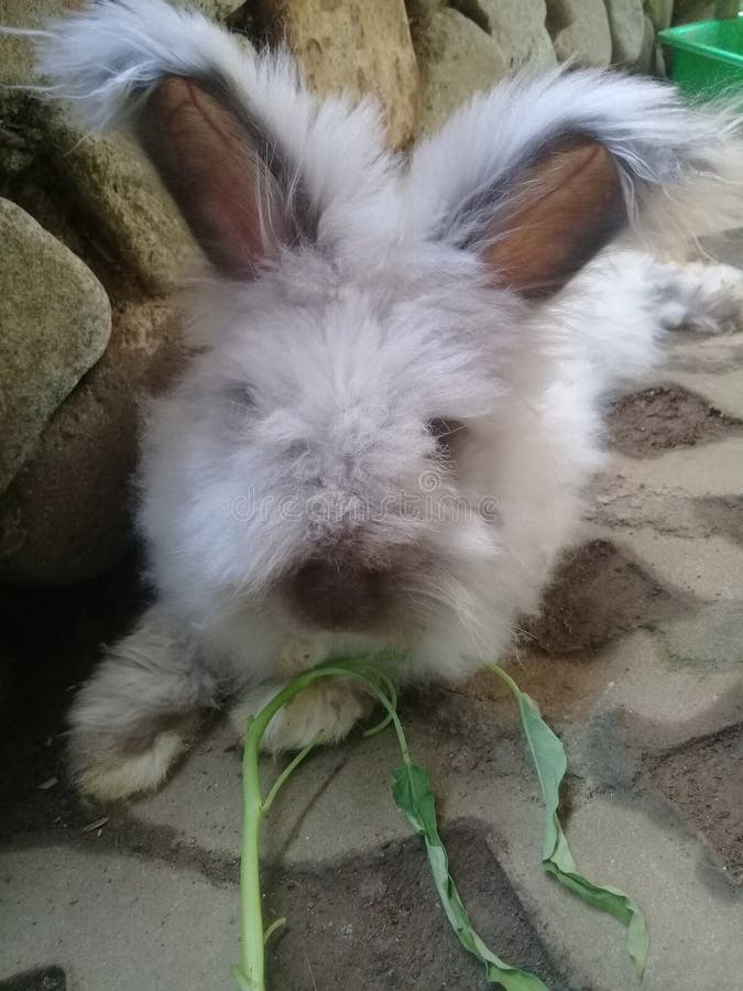 Rabbit anggora stock image. Image of enjoying, anggora - 115646947