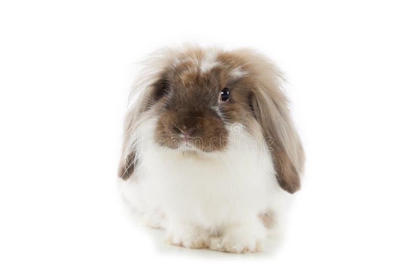 Angora lop-eared rabbit stock photo. Image of eyes, furry - 35184648