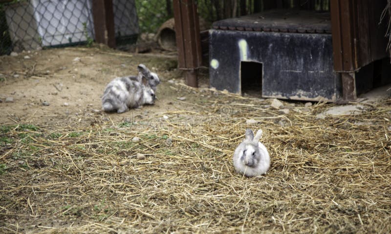 Rabbit angora farm stock photo. Image of meadow, decorative - 149087162