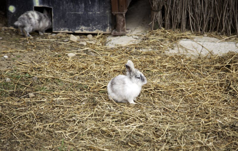 Rabbit angora farm stock image. Image of angora, breed - 149087219