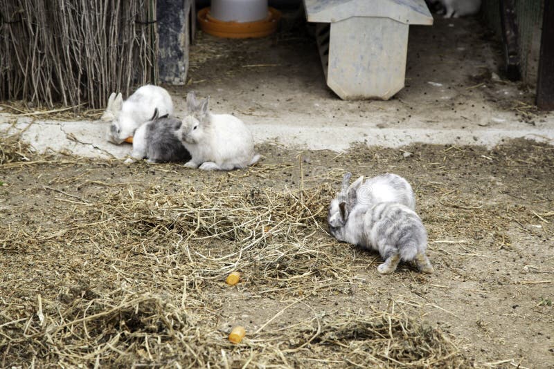 Rabbit angora farm stock photo. Image of beautiful, bunny - 149398678