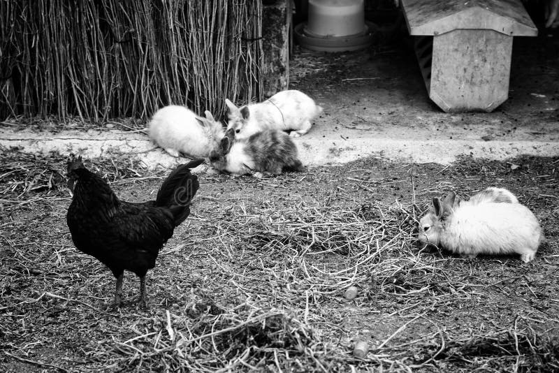 Rabbit angora farm stock image. Image of angora, adorable - 176041801