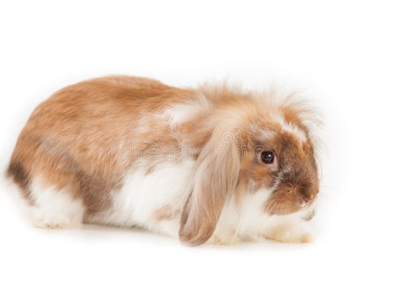 Angora lop-eared rabbit stock photo. Image of eyes, furry - 35184648