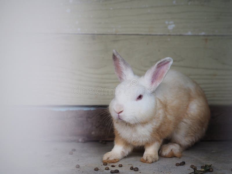 My rabbit stock image. Image of rabbit, white, animal - 123009783