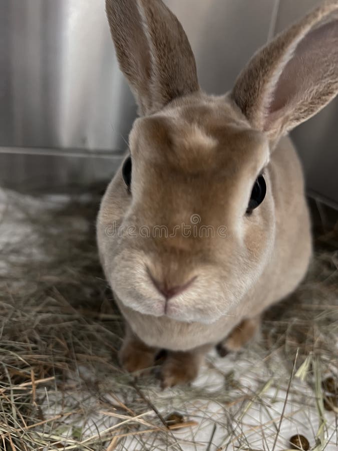 Rabbit stock photo. Image of animals, cute, honey, rabbit - 269531284