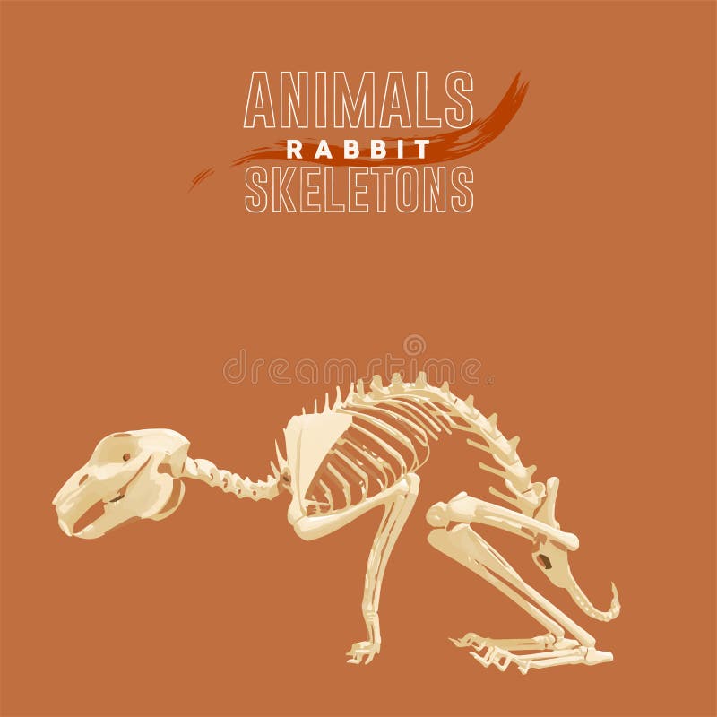 Rabbit Anatomy Stock Illustrations – 242 Rabbit Anatomy Stock ...