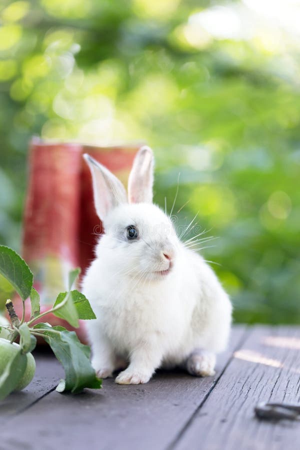 Rabbit and Apple stock photo. Image of background, young - 167892164