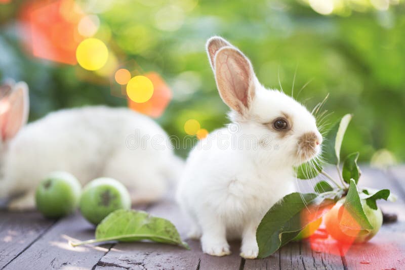 Rabbit and Apple stock image. Image of eating, apple - 167892263