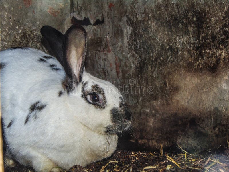 Rabbit Ar Farm in Romania - Animals Stock Photo - Image of colors ...