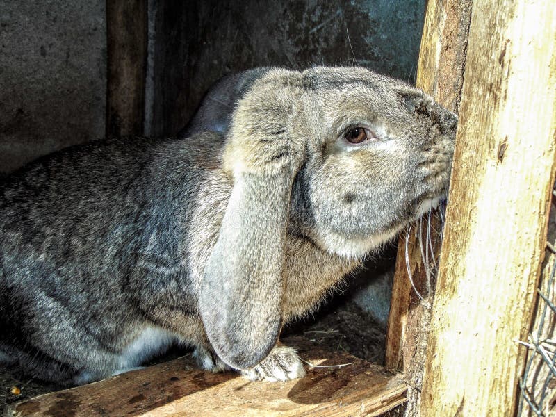 Rabbit Ar Farm in Romania - Animals Stock Photo - Image of colors ...