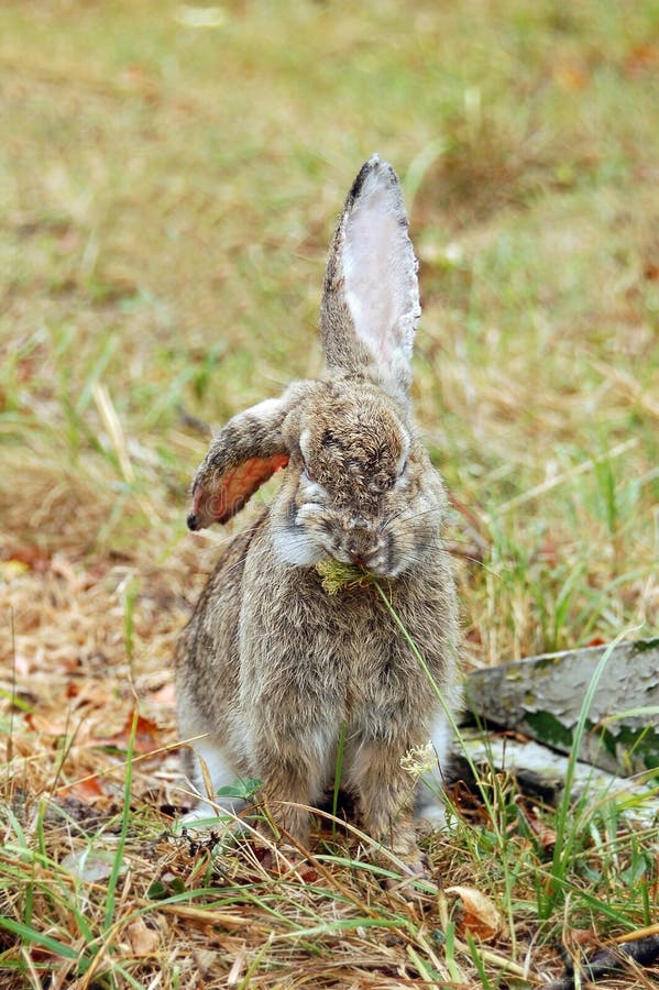 Rabbit at autumn grass stock image. Image of animal, grass - 20076913