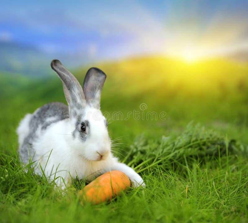 Rabbit stock image. Image of adorable, garden, fauna - 51221903