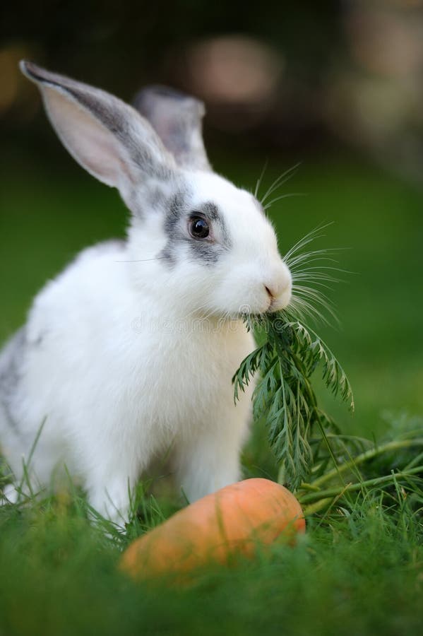 Rabbit stock photo. Image of daisies, rabbit, green, nature - 33735652