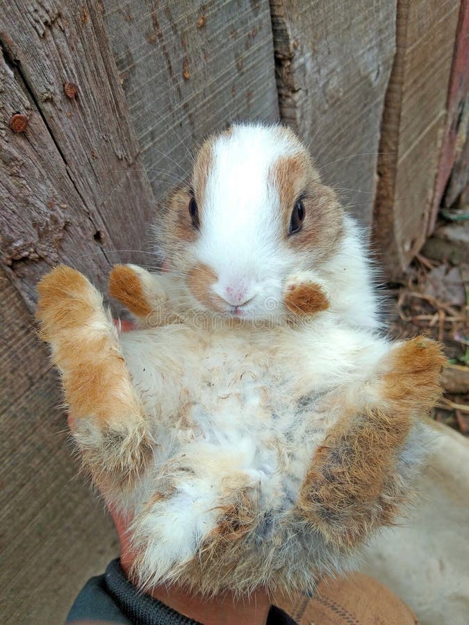 Rabbit baby on hand stock image. Image of creation, innocent - 170171823