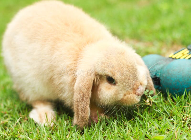 Rabbit stock image. Image of fury, playful, rabbit, green - 32006435