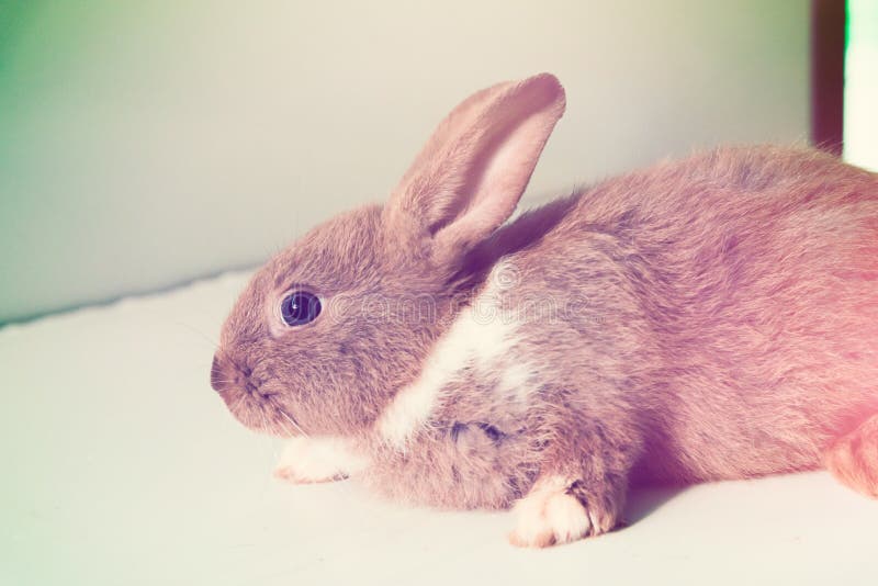 Rabbit stock image. Image of eating, animal, young, furry - 78735385
