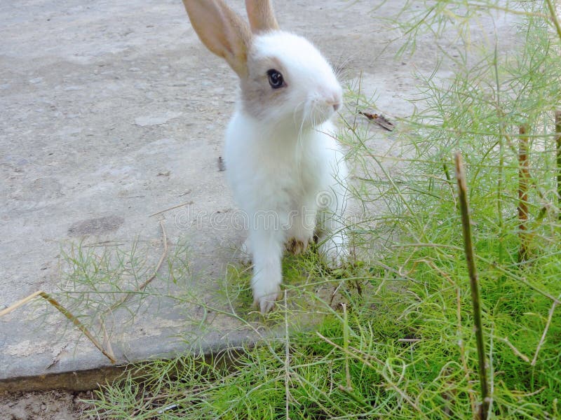 Rabbit Baby Looking at the Side Stock Photo - Image of rabbit, nose ...