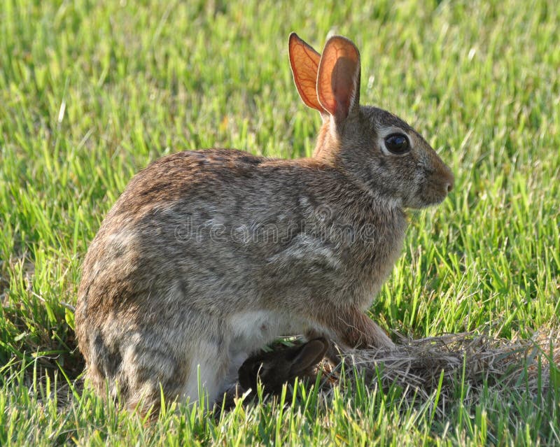 Rabbit with Baby Rabbit stock photo. Image of babies - 119118456