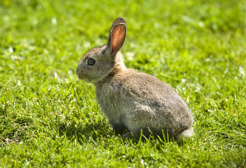 Rabbit stock image. Image of cute, kitten, rabbits, immature - 72275795