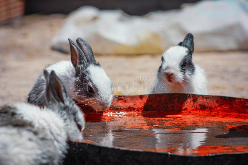Rabbit babys cute animals stock photo. Image of mammal - 211716098