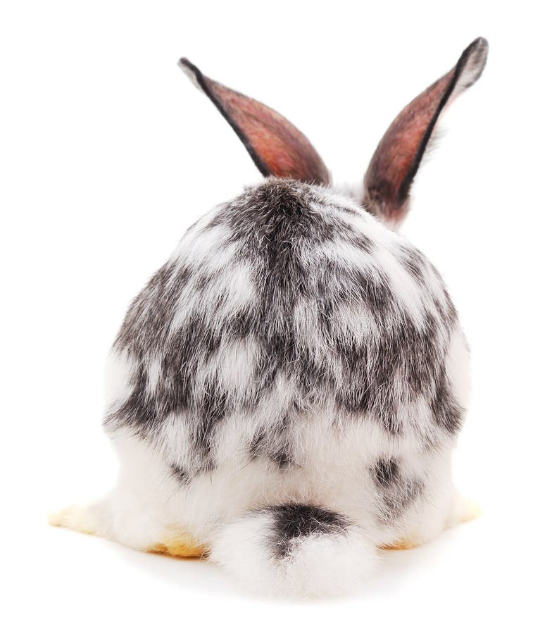 2,145 Back Rabbit Stock Photos - Free & Royalty-Free Stock Photos from ...