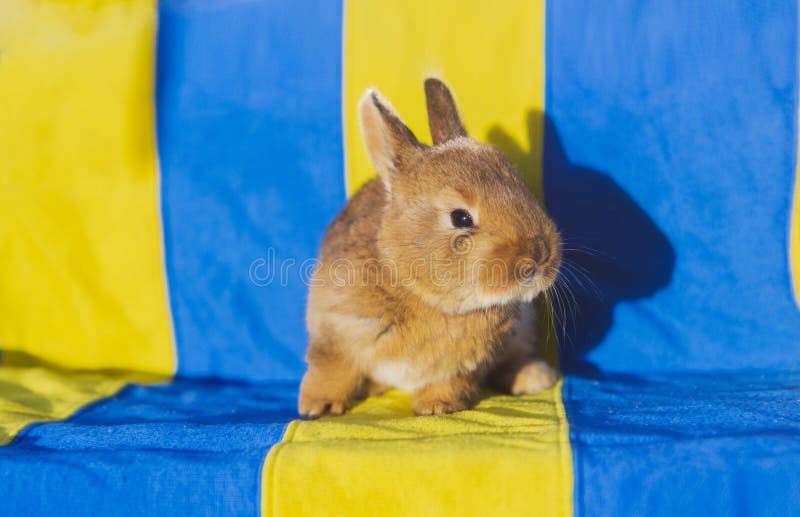 479 Ukrainian Rabbit Stock Photos - Free & Royalty-Free Stock Photos ...