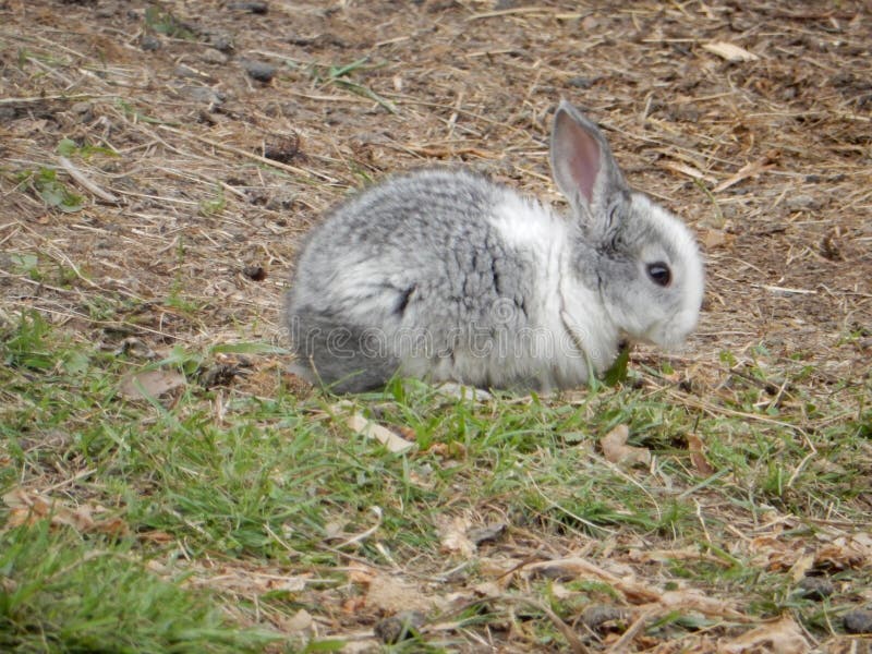 A rabbit stock image. Image of backyard, eating, rabit - 147283969