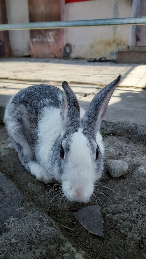 Rabbit in the backyard stock image. Image of animal - 294216611