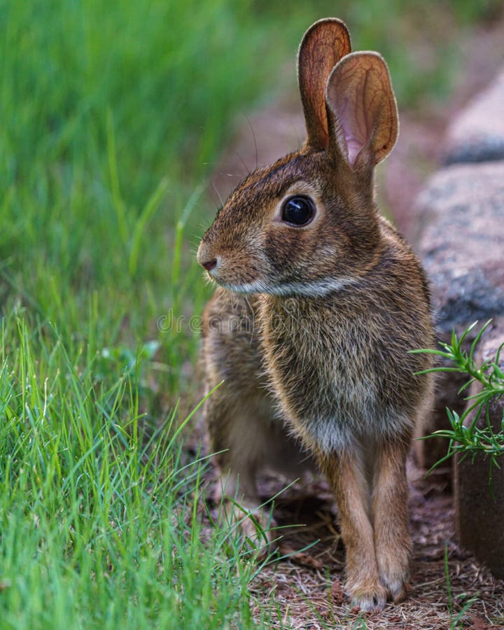 Rabbit in backyard stock image. Image of backyard, green - 223191549