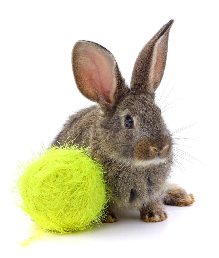 Rabbit Activity Ball Stock Photos - Free & Royalty-Free Stock Photos ...